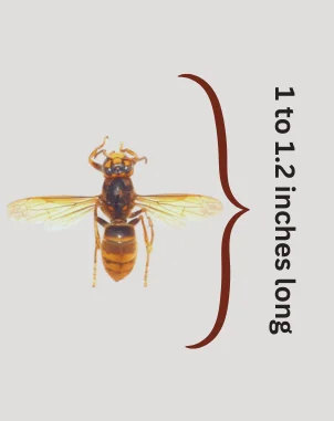 15 Types of Hornets: Identification with Name and Images