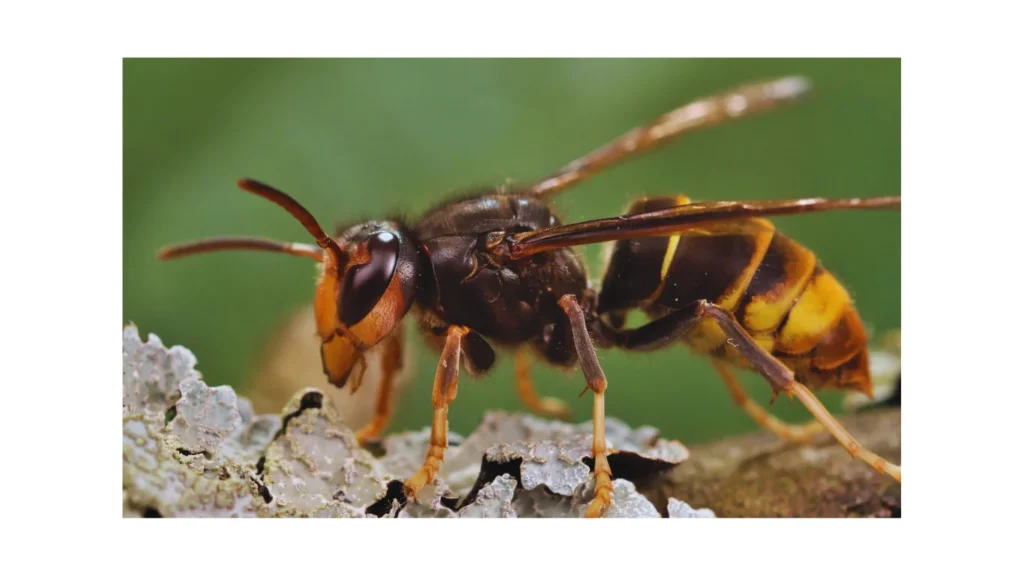 15 Types of Hornets: Identification with Name and Images