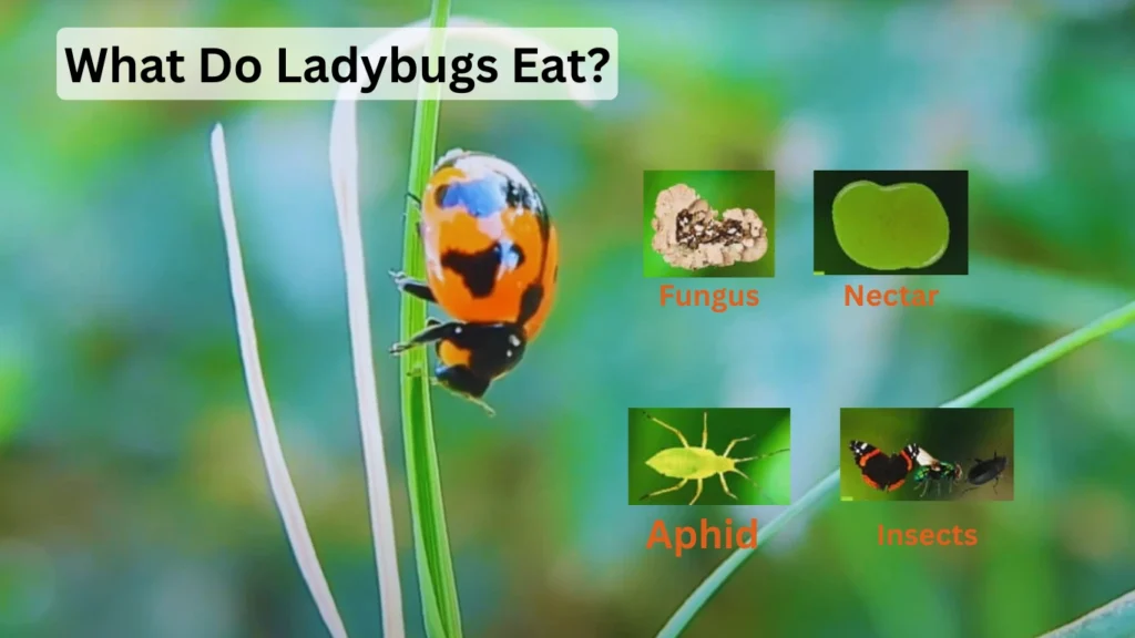 What Do Ladybugs Eat? Complete Guide to Their Diet.
