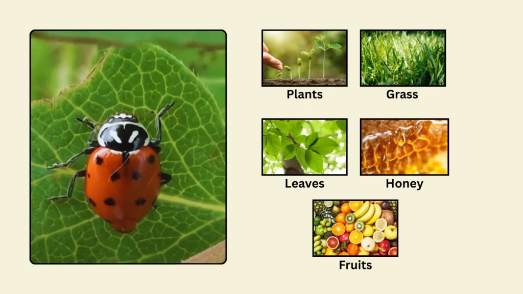 What Do Ladybugs Eat? Complete Guide to Their Diet.