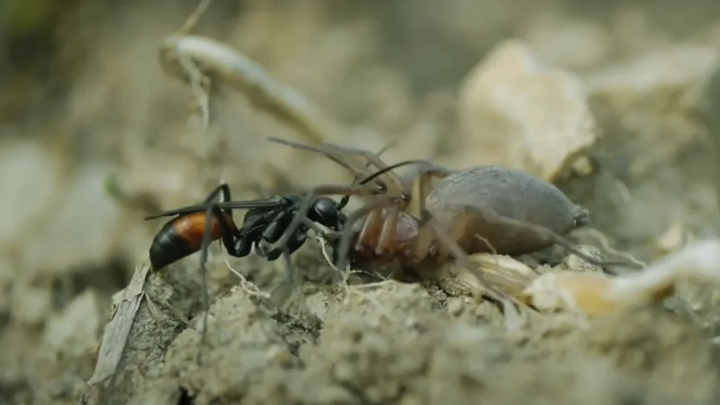 Spider Wasp: Size, Habitat, & Identification with Imges