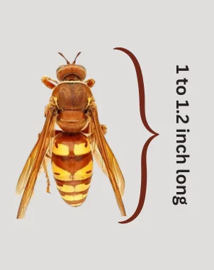 15 Types of Hornets: Identification with Name and Images