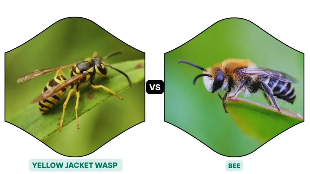 Paper Wasps vs Yellow Jackets: How to Tell the Difference