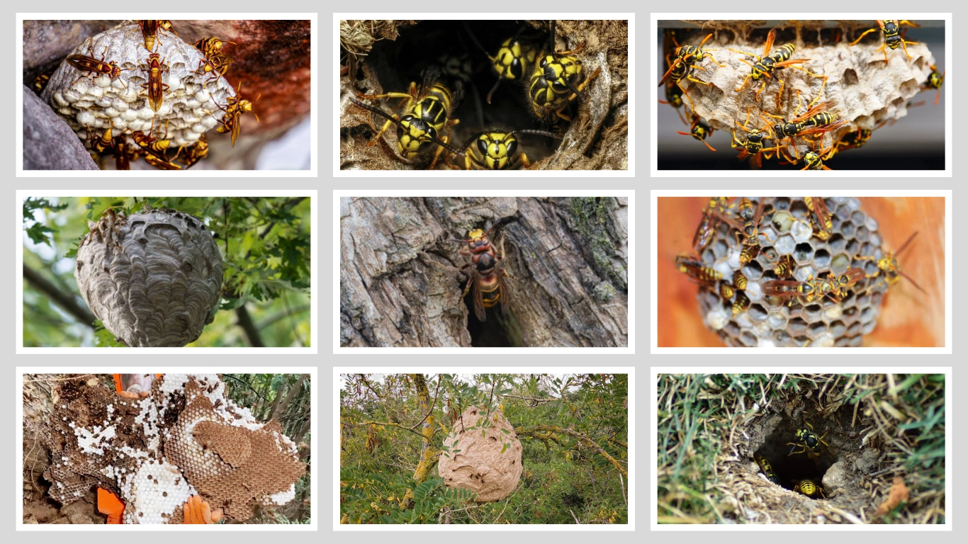 15 Types of Hornet Nests: Identification With Pictures