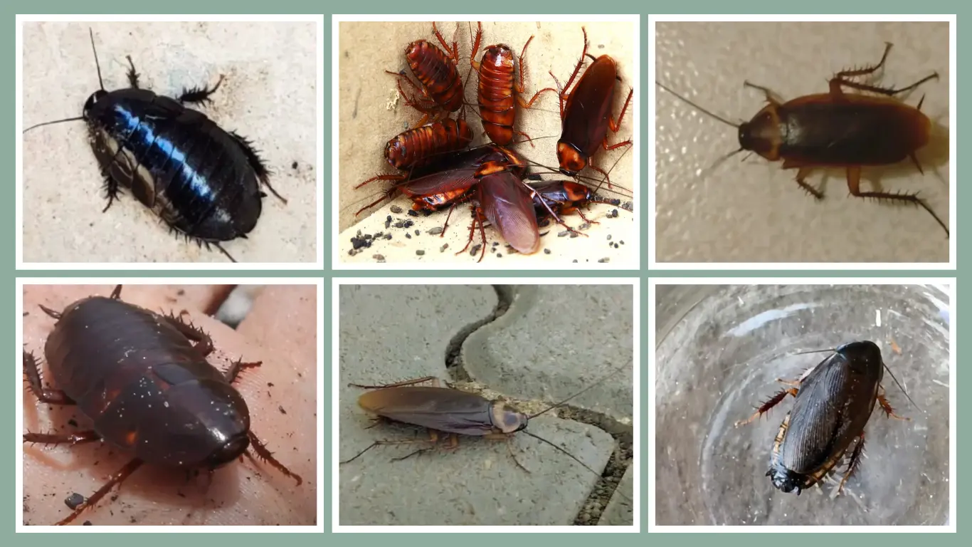 16 Types of Cockroaches: Identification with Images