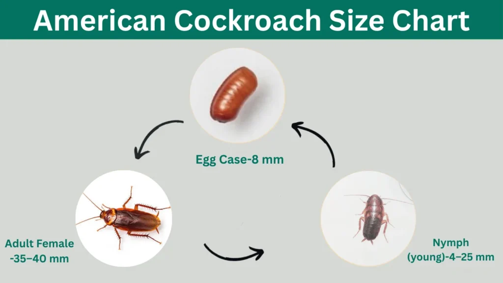 American Cockroach: Size, Identification, Life Cycle & Stages