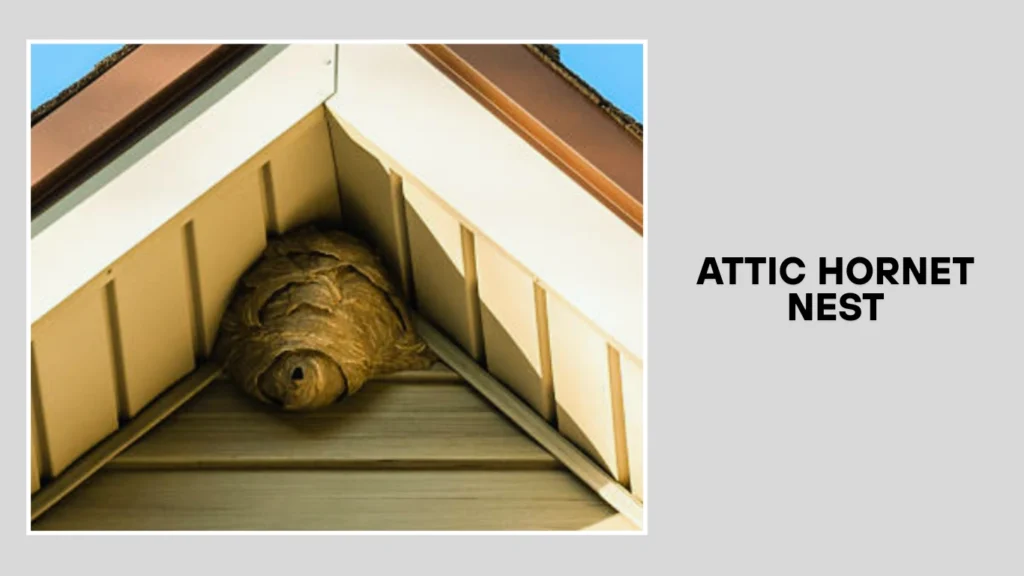 15 Types of Hornet Nests: Identification With Pictures