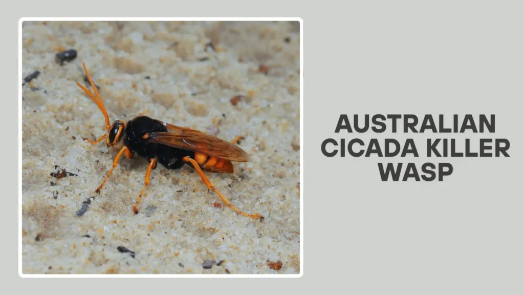 Cicada Killer Wasp: Types, Sting, Nest, Identification by Picture