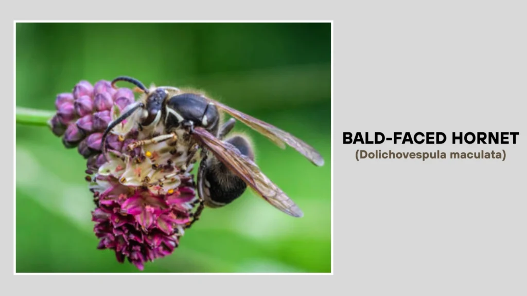 8 Types of Black Hornets: Identification With Pictures