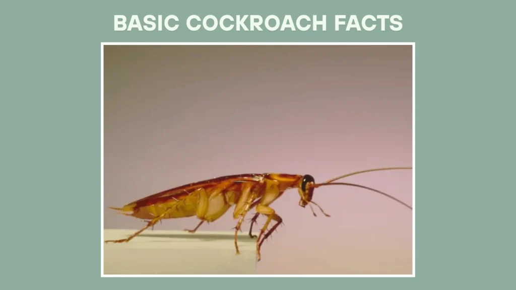 Cockroach Facts: 30 Facts That Might Surprise You