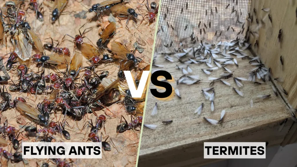 Flying Ants vs Termites: What Is The Key Differences?
