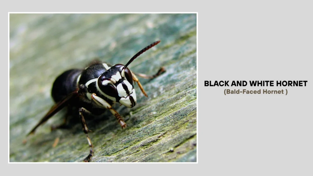 8 Types of Black Hornets: Identification With Pictures
