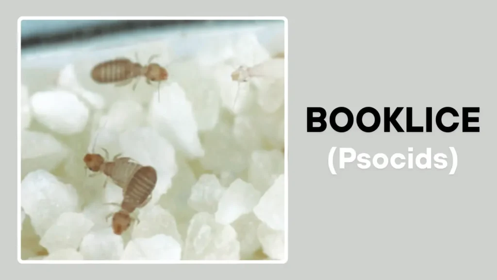 8 bugs that look similar to termites: Identification by Pic