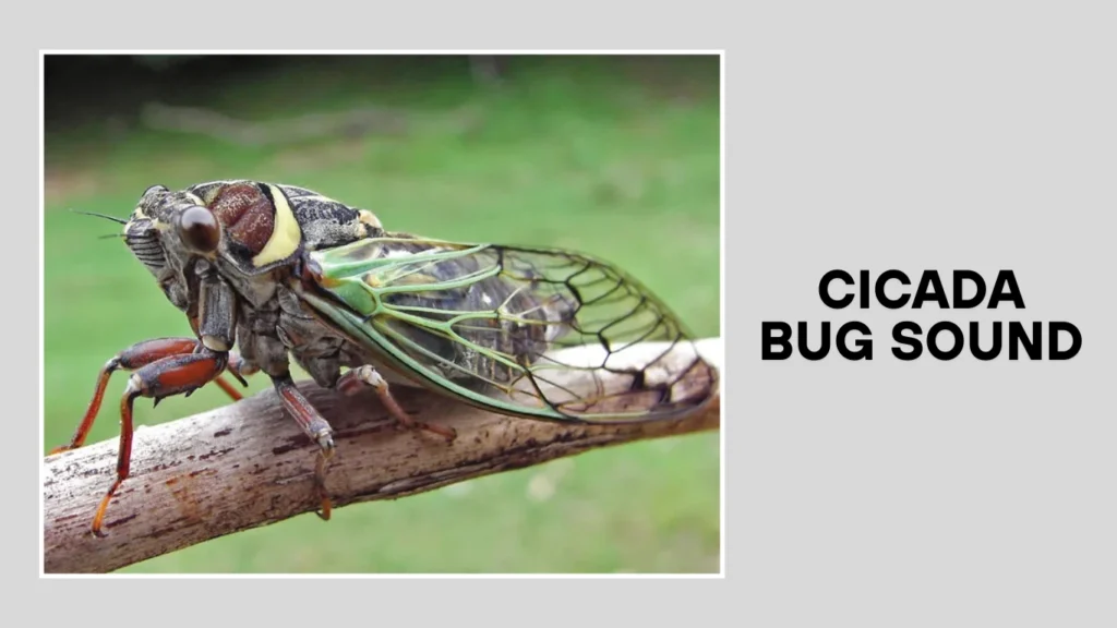 Cicada Bugs: Type, Life Cycle, Identification with Picture