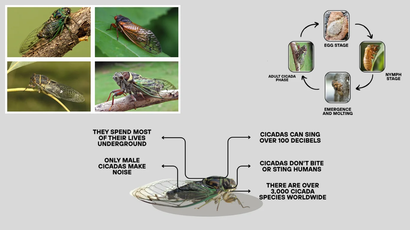 Cicada Bugs: Type, Life Cycle, Identification with Picture