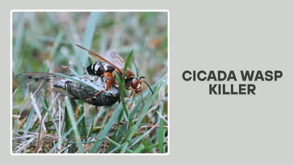 Cicada Killer Wasp: Types, Sting, Nest, Identification by Picture
