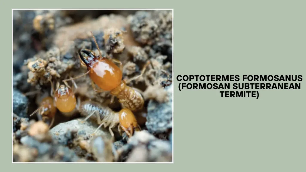 17 Types of Termites: Identification, Diet, With Pictures