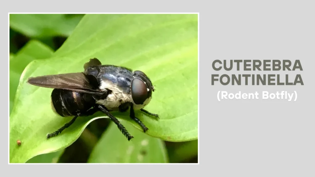 8 Types of Botfly: Bite, Habitat, Identification with Pictures