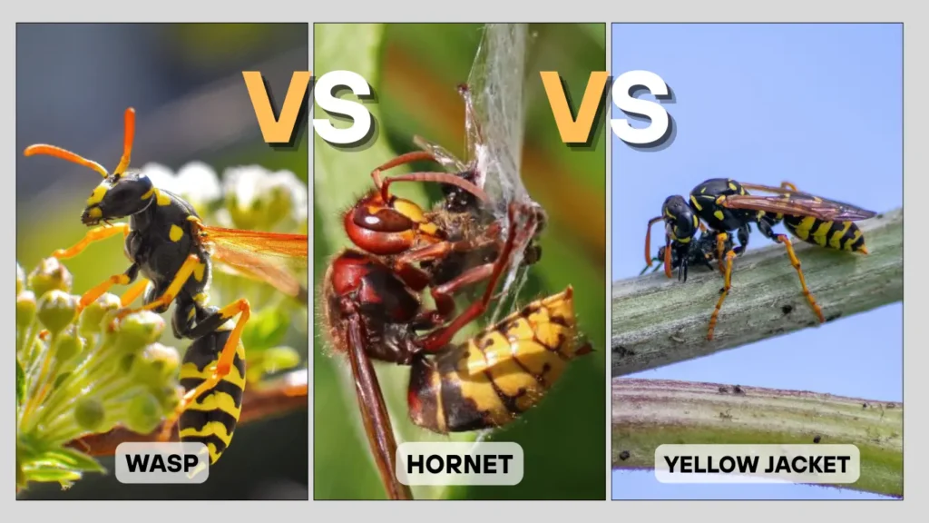 Wasp vs Hornet vs Yellow Jacket: 7 Key Differences