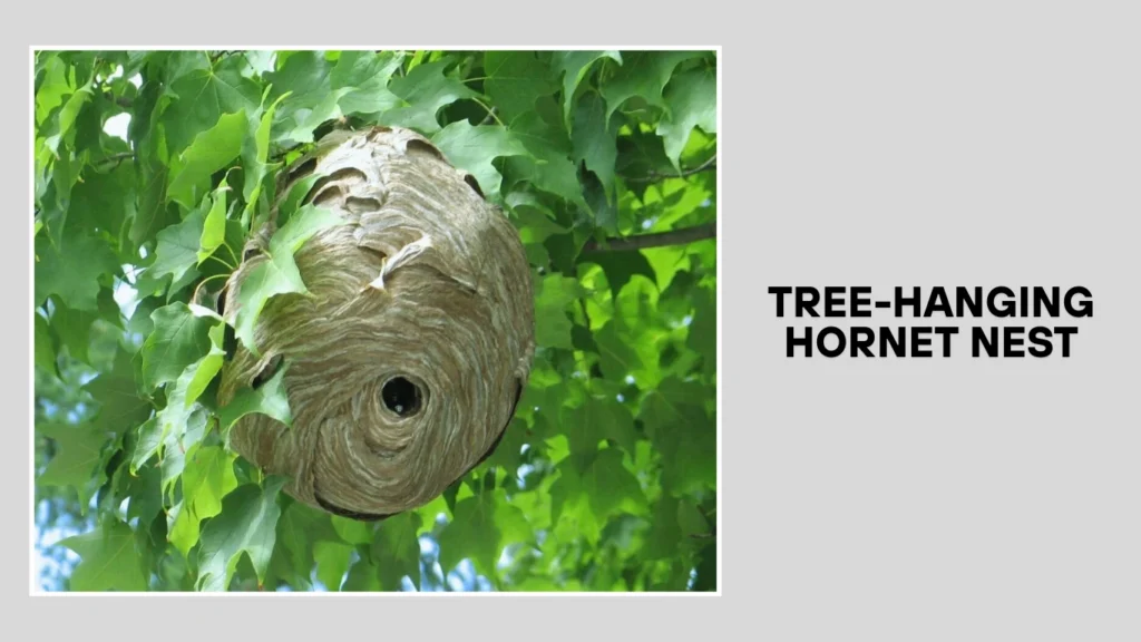 15 Types of Hornet Nests: Identification With Pictures