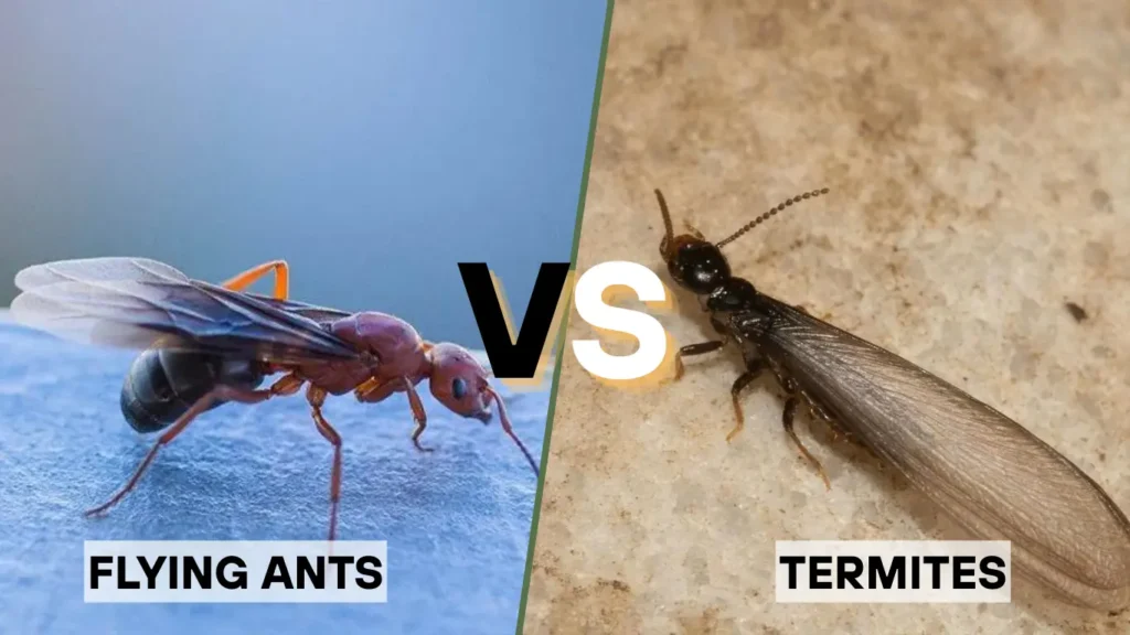 Flying Ants vs Termites: What Is The Key Differences?