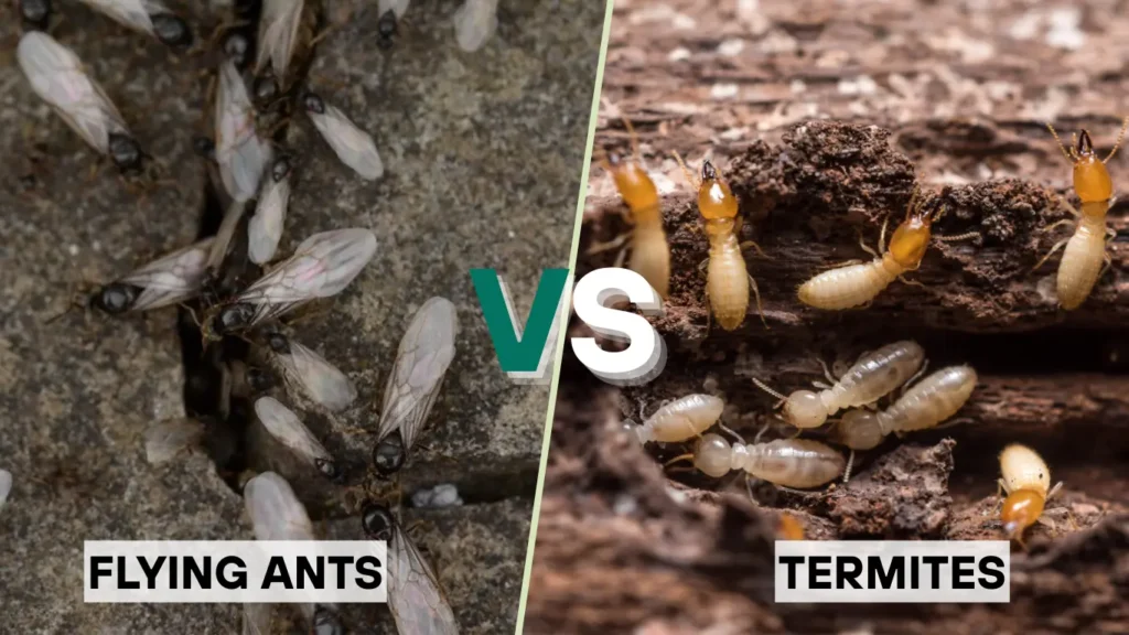 Flying Ants vs Termites: What Is The Key Differences?