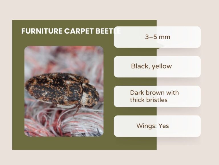12 Types of Carpet Beetles: Identification with Images