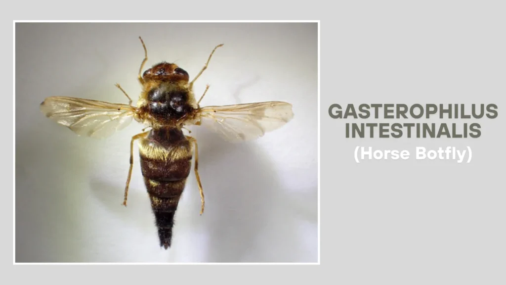 8 Types of Botfly: Bite, Habitat, Identification with Pictures