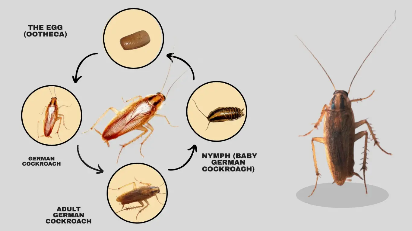 German Cockroach Life Cycle: From Egg to Infestation