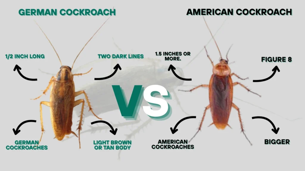 German Cockroach vs American Cockroach: 7 Key Differences