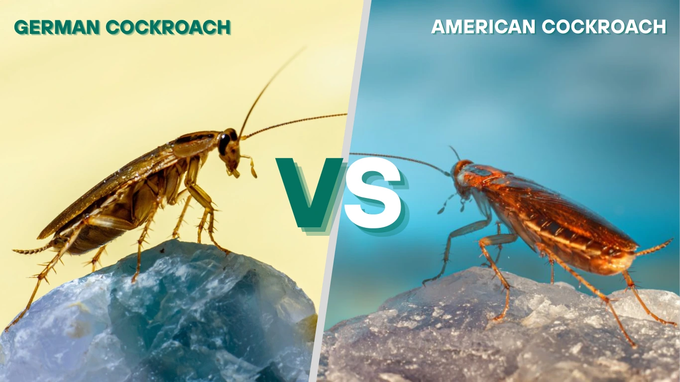 German Cockroach vs American Cockroach: 7 Key Differences