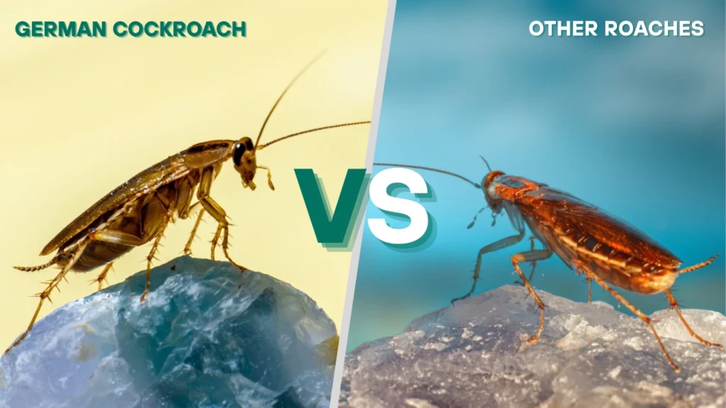 German Cockroach Identification With Images