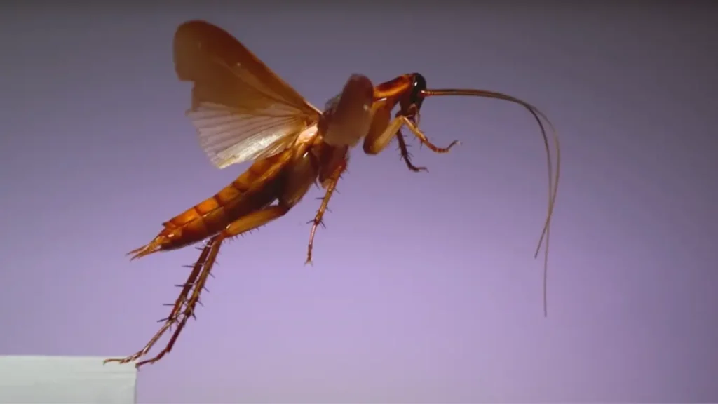 17 Surprising Facts Of German Cockroaches