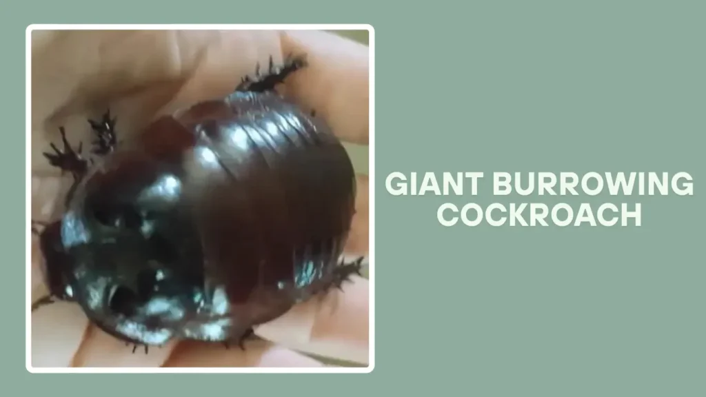 8 Big Black Cockroach-Looking Bugs: Identification By Picture