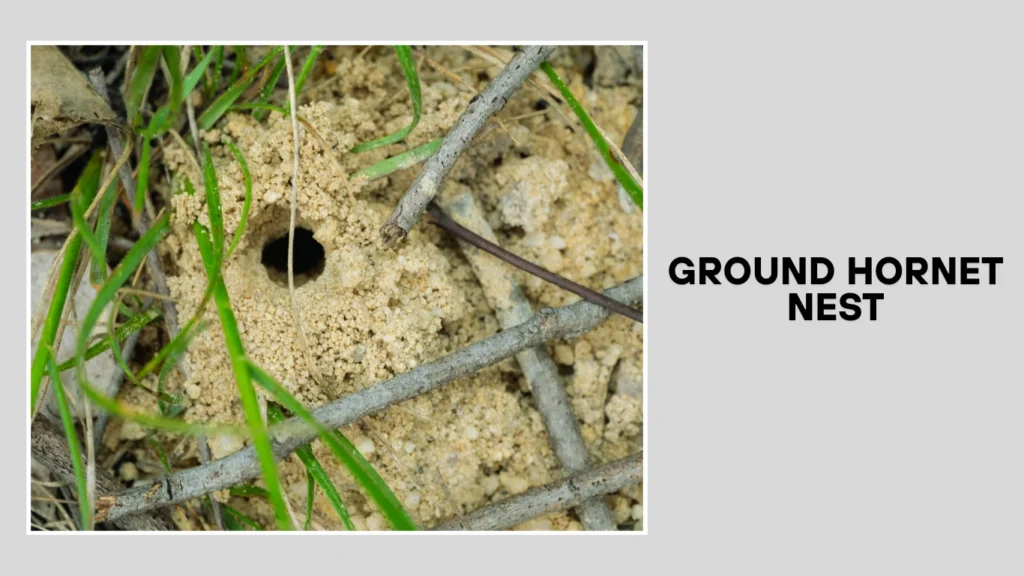 15 Types of Hornet Nests: Identification With Pictures