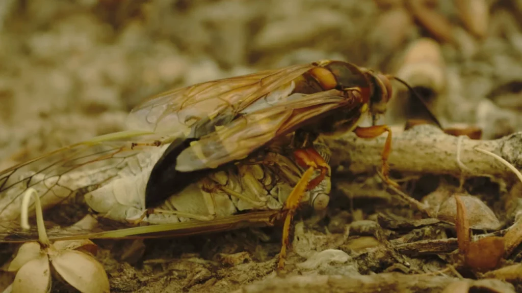 Cicada Killer Wasp: Types, Sting, Nest, Identification by Picture
