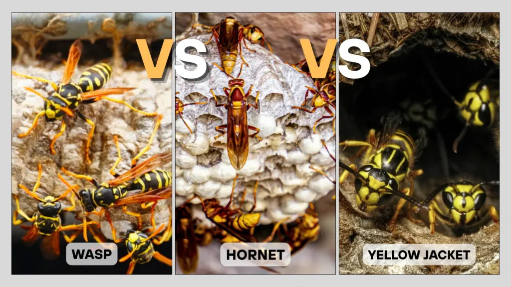 Wasp vs Hornet vs Yellow Jacket: 7 Key Differences