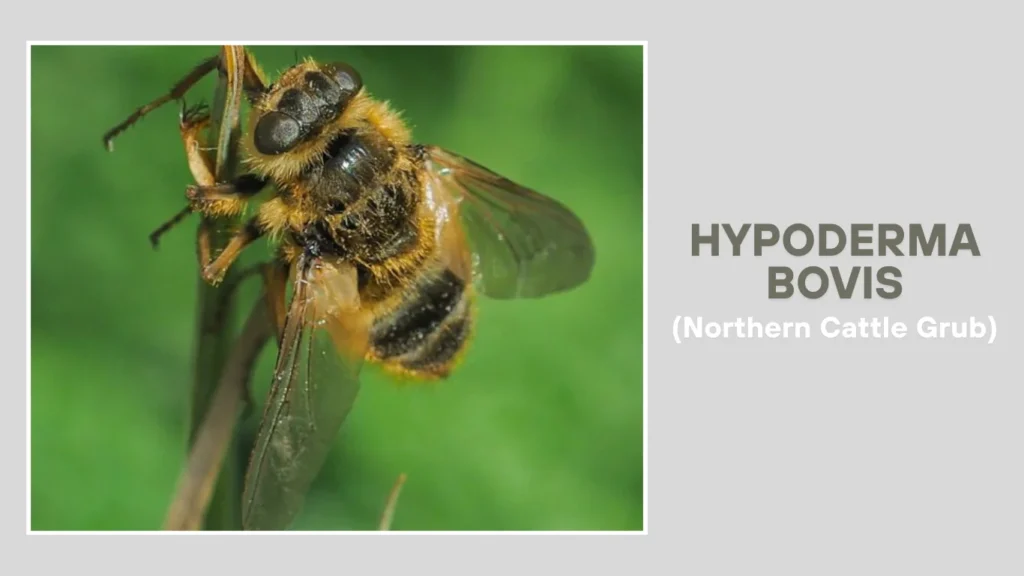 8 Types of Botfly: Bite, Habitat, Identification with Pictures