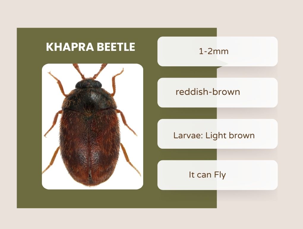 12 Types of Carpet Beetles: Identification with Images