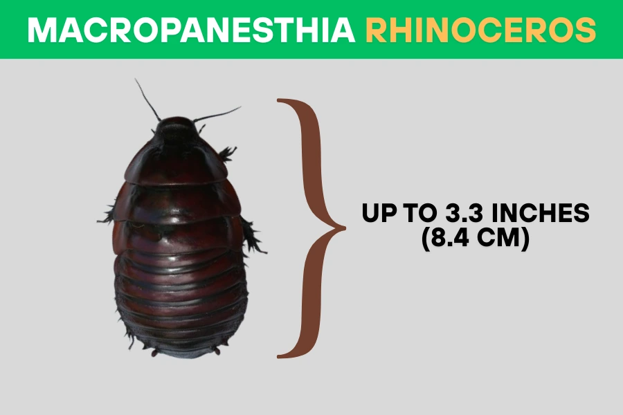 10 Largest Cockroach Species in the World By Size