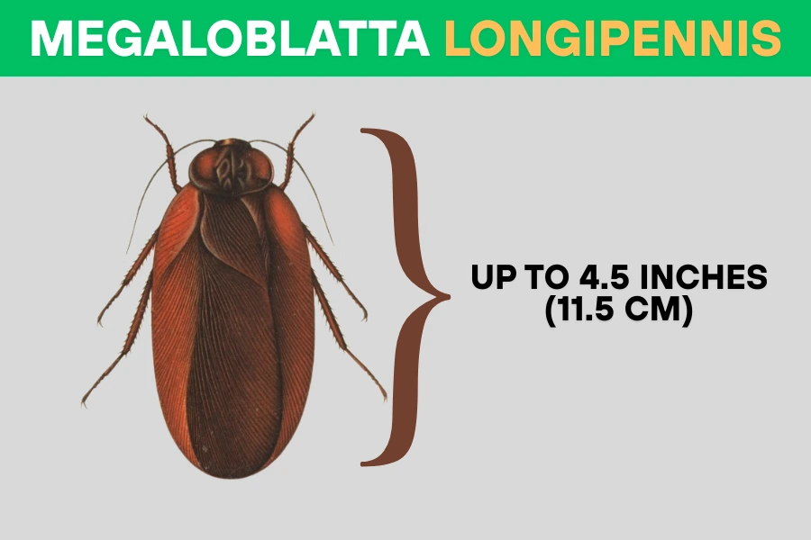 10 Largest Cockroach Species in the World By Size