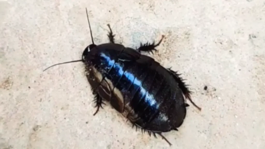 13 Types of Australian Cockroaches: Identification with Images