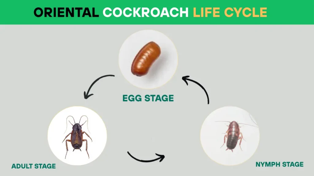 Oriental Cockroach: Identification, Lifecycle with Pictures