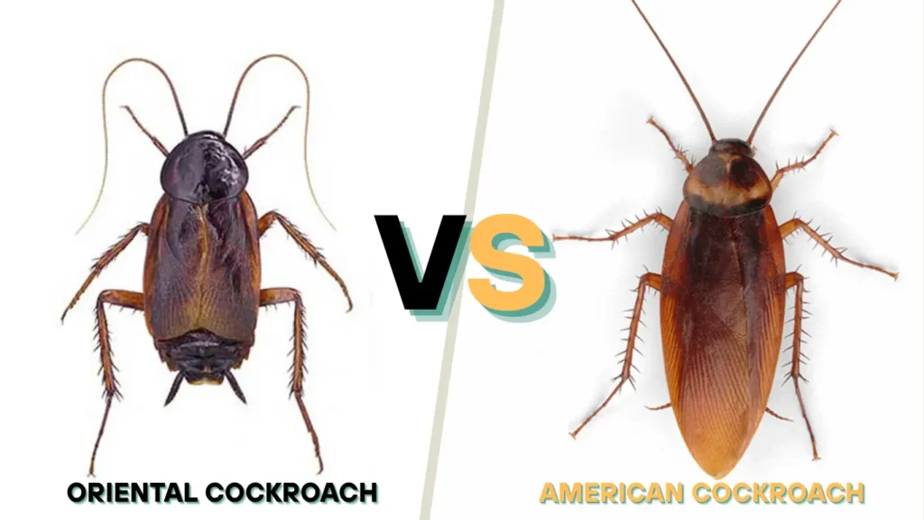 Oriental Cockroach: Identification, Lifecycle with Pictures