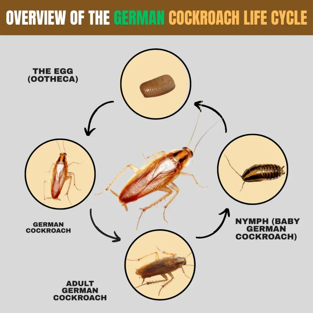 German Cockroach Life Cycle: From Egg to Infestation