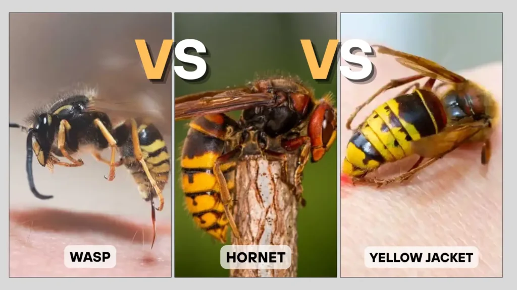 Wasp vs Hornet vs Yellow Jacket: 7 Key Differences
