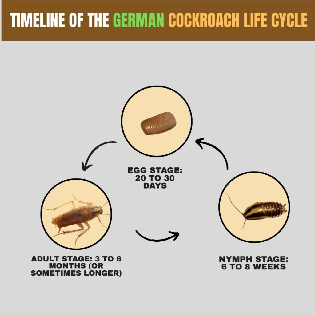 German Cockroach Life Cycle: From Egg to Infestation