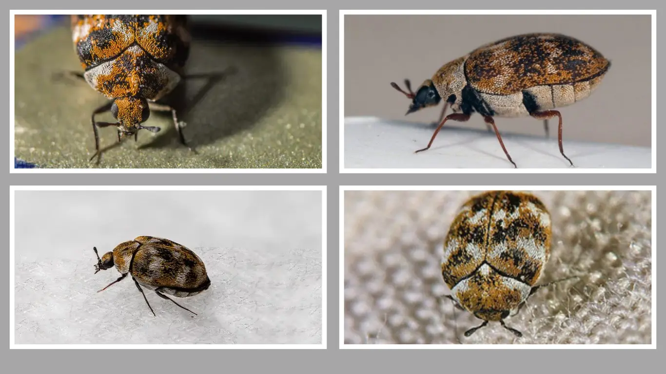 Varied Carpet Beetles: Life Cycle, Behavior, Bite & Facts