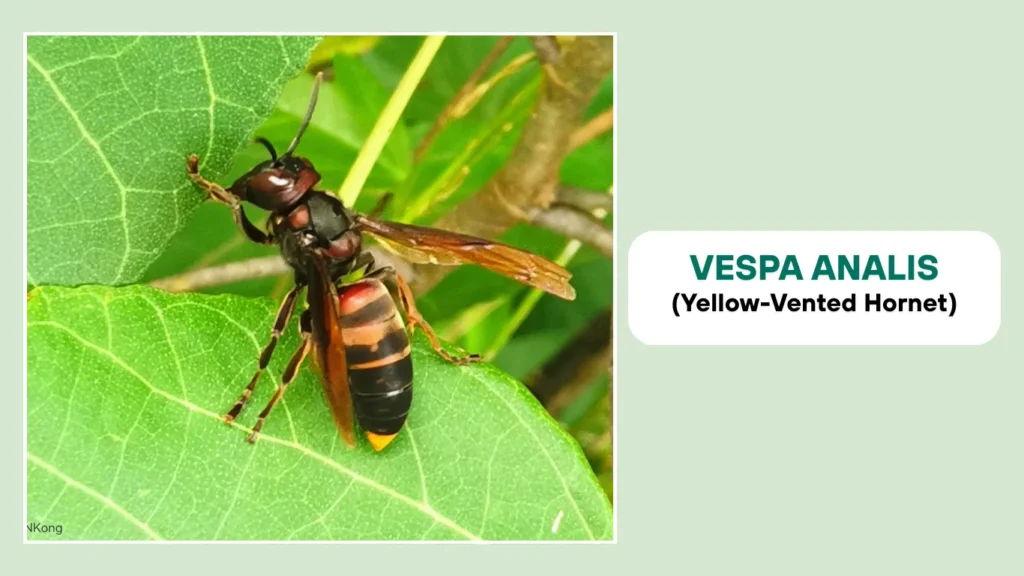 7 Types of Asian Hornets: Identification With Pictures