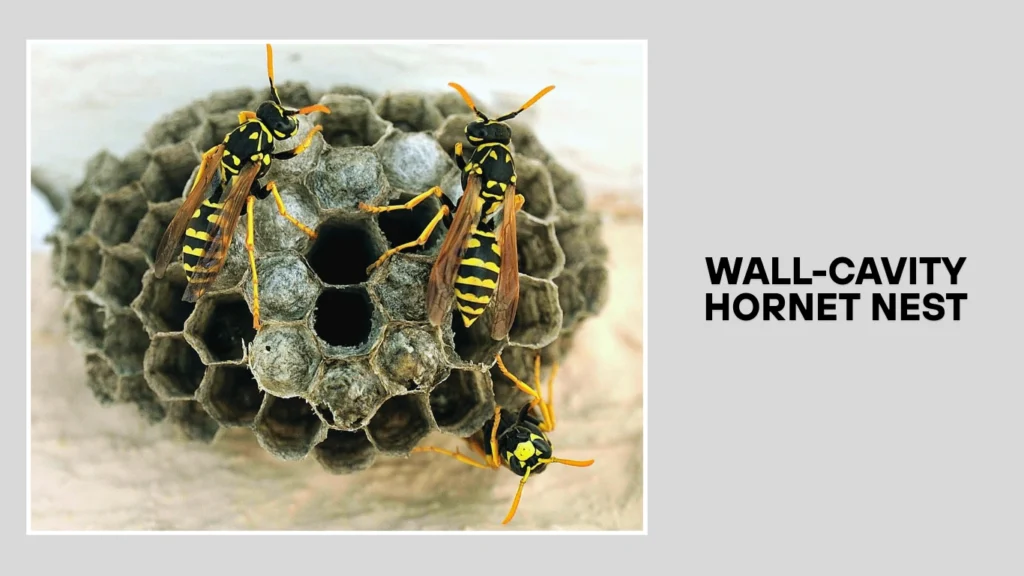 15 Types of Hornet Nests: Identification With Pictures